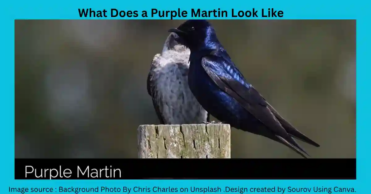 What Does a Purple Martin Look Like