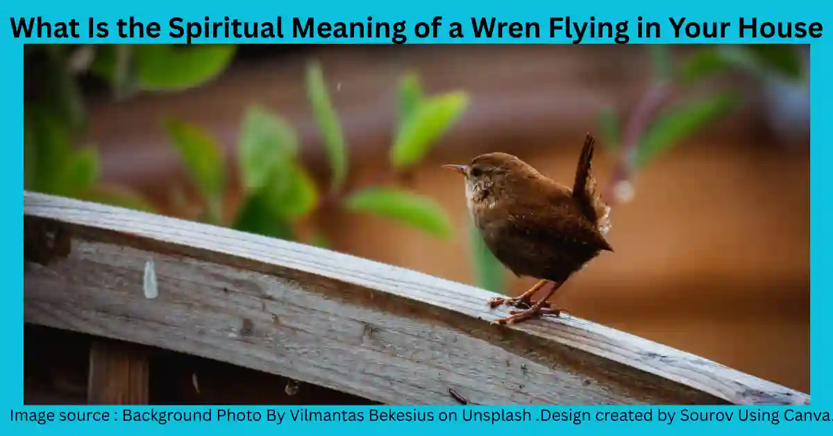 What Is the Spiritual Meaning of a Wren Flying in Your House