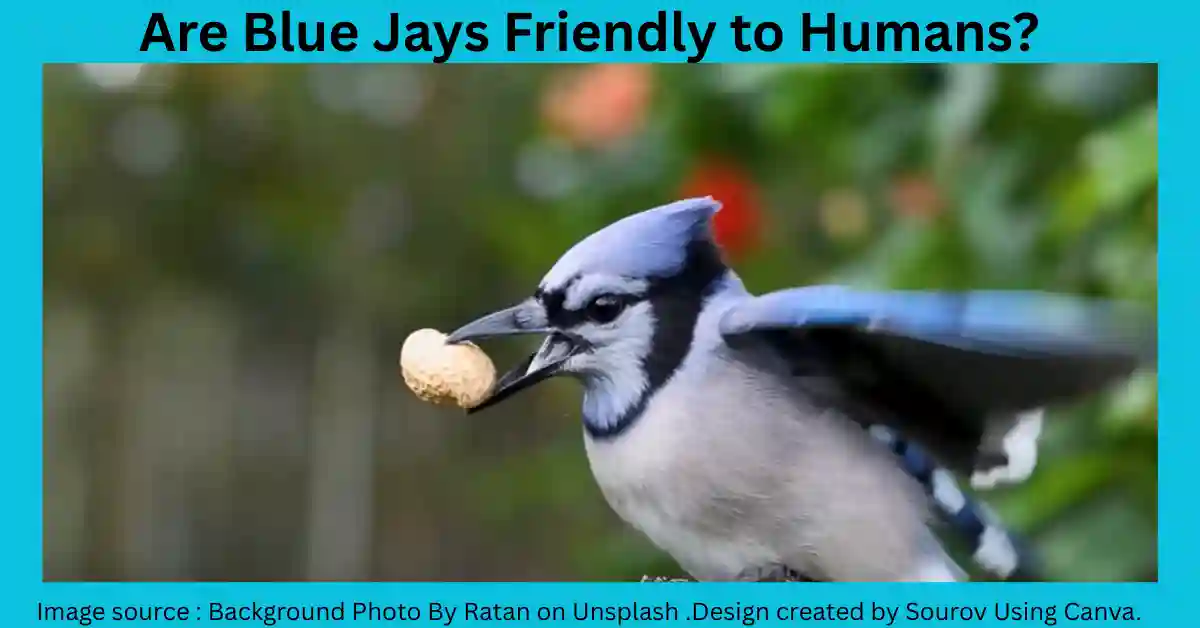 Are Blue Jays Friendly to Humans?