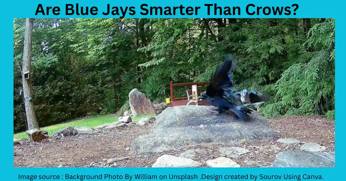Are Blue Jays Smarter Than Crows? A Real Look