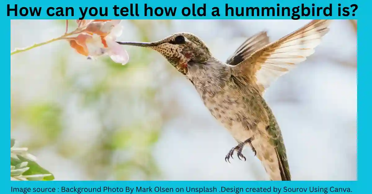 How can you tell how old a hummingbird is?