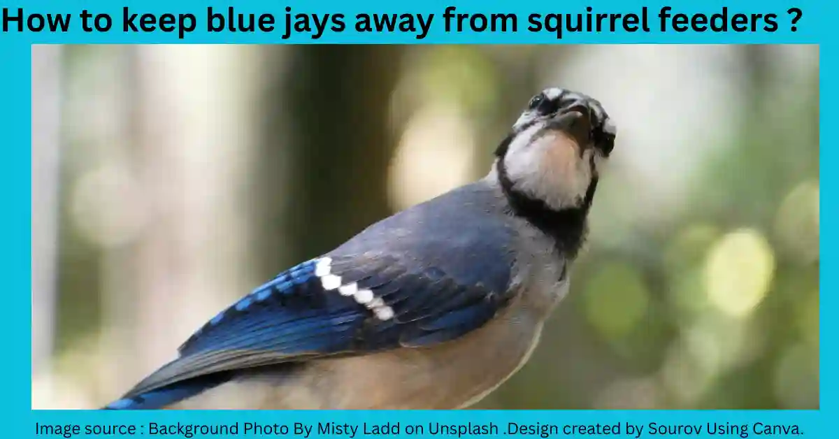How to keep blue jays away from squirrel feeders?