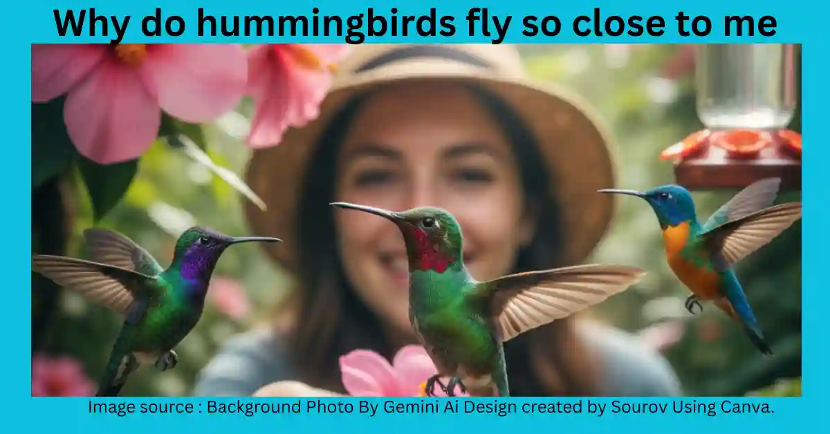 Why do hummingbirds fly so close to me simple vivid insight