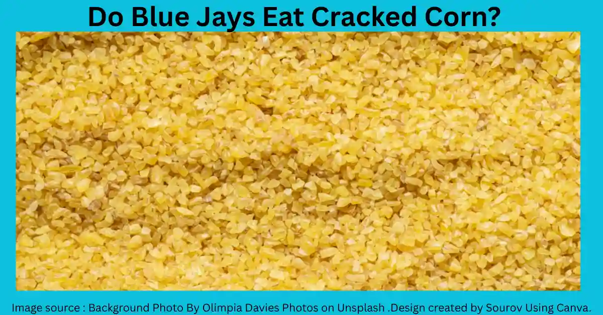 Do Blue Jays Eat Cracked Corn? A Calm Truth